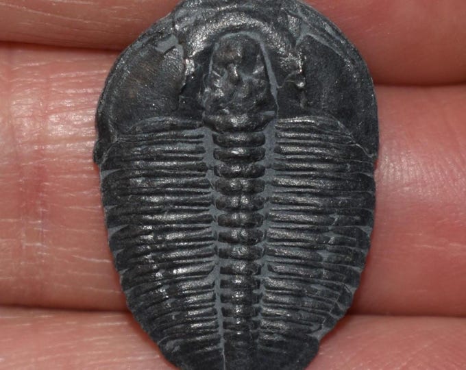 Beautiful 1" Elrathia Kingi Trilobite -550 Million Years Old - Etsy
