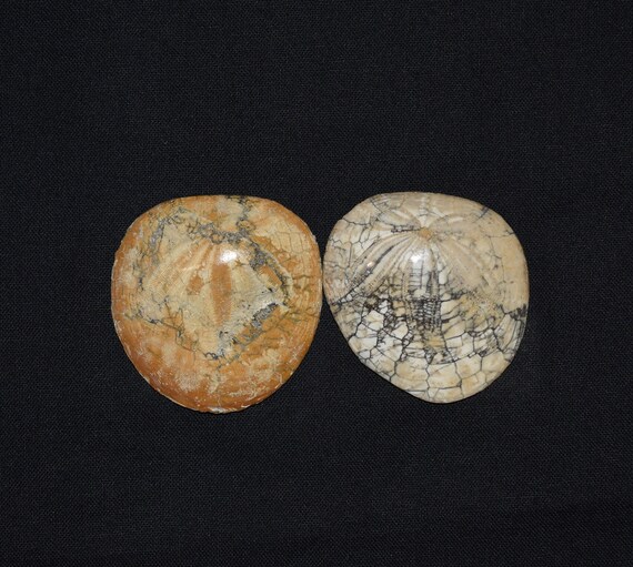 Materials 109g Fossilized Sand Dollar//Madagascar//Fossils//Shells ...