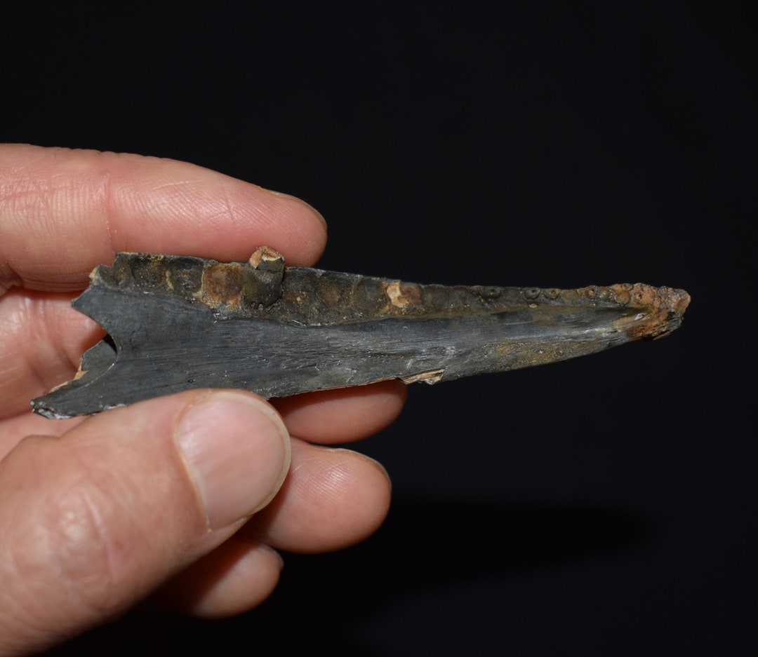 Fossilized Fish Jaw Section With Tooth Intact Pleistocene - Etsy