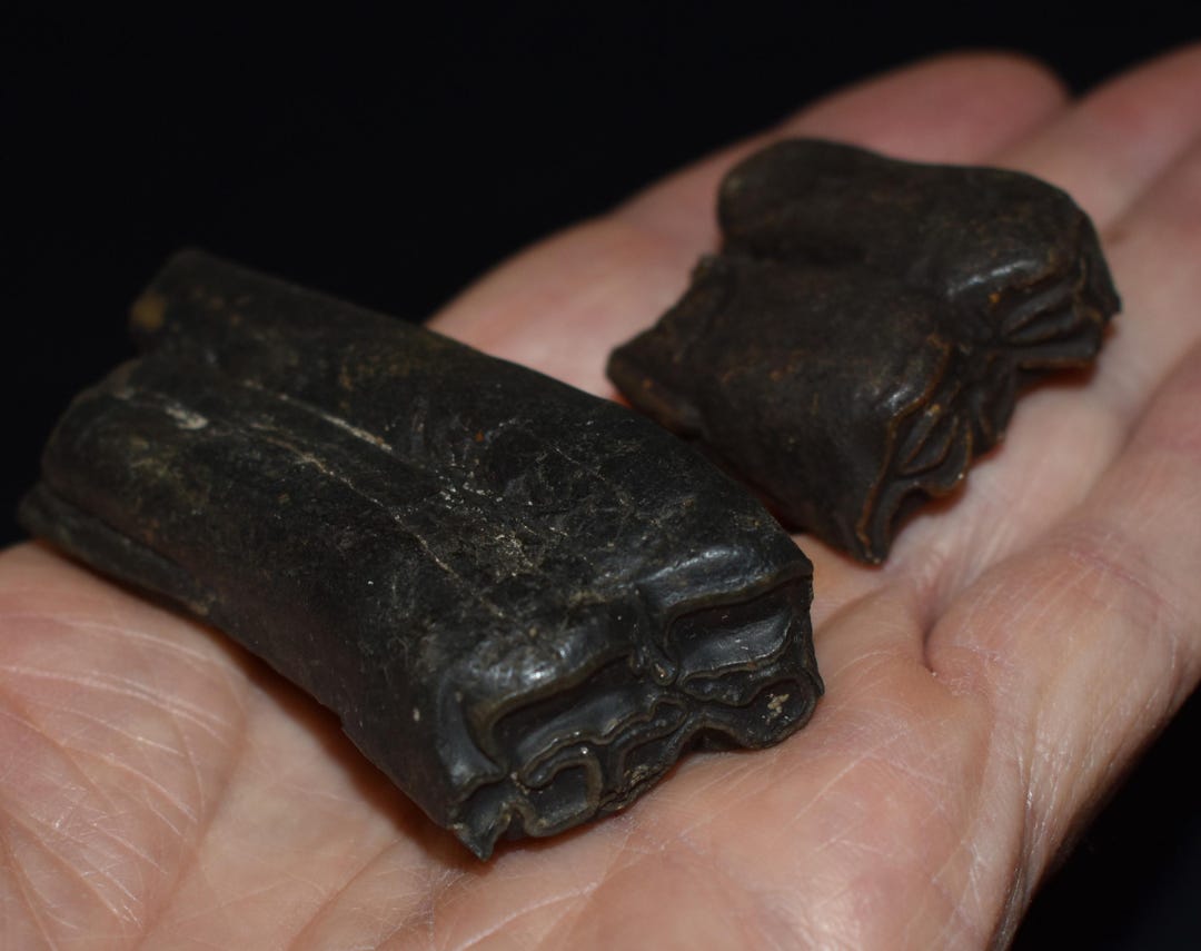 Pair of Fossilized Pleistocene Equus Horse Teeth 10,000 - 1.8 Million ...