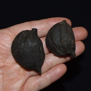 Excellent Large Pair of Detailed Fish "tilly" Bones - Pleistocene ...