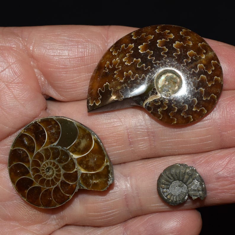 Polished Ammonite Fossil Set: Madagascar & German Specimens - Etsy