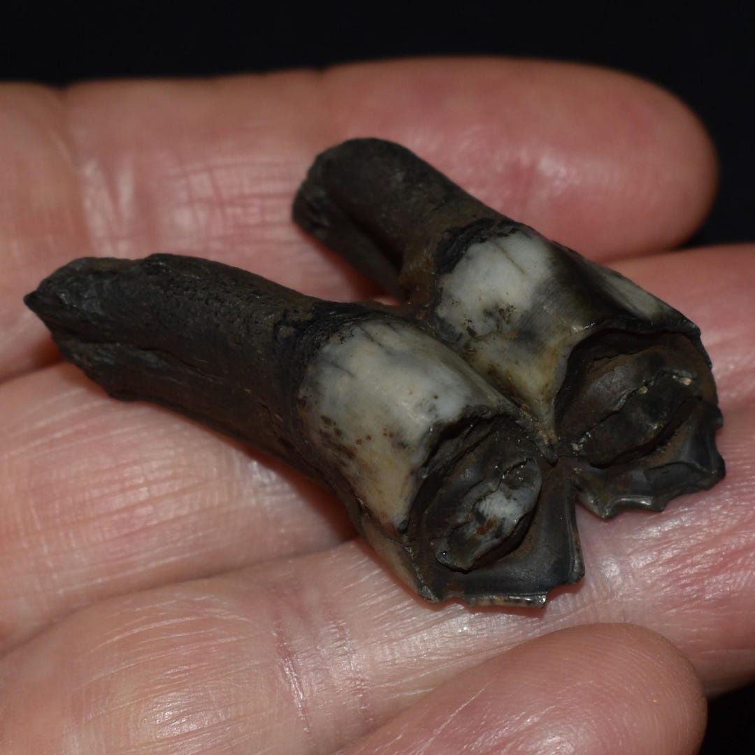 Excellent Camelid Rooted Tooth - Pleistocene 10,000 - 1.8 Million Years ...