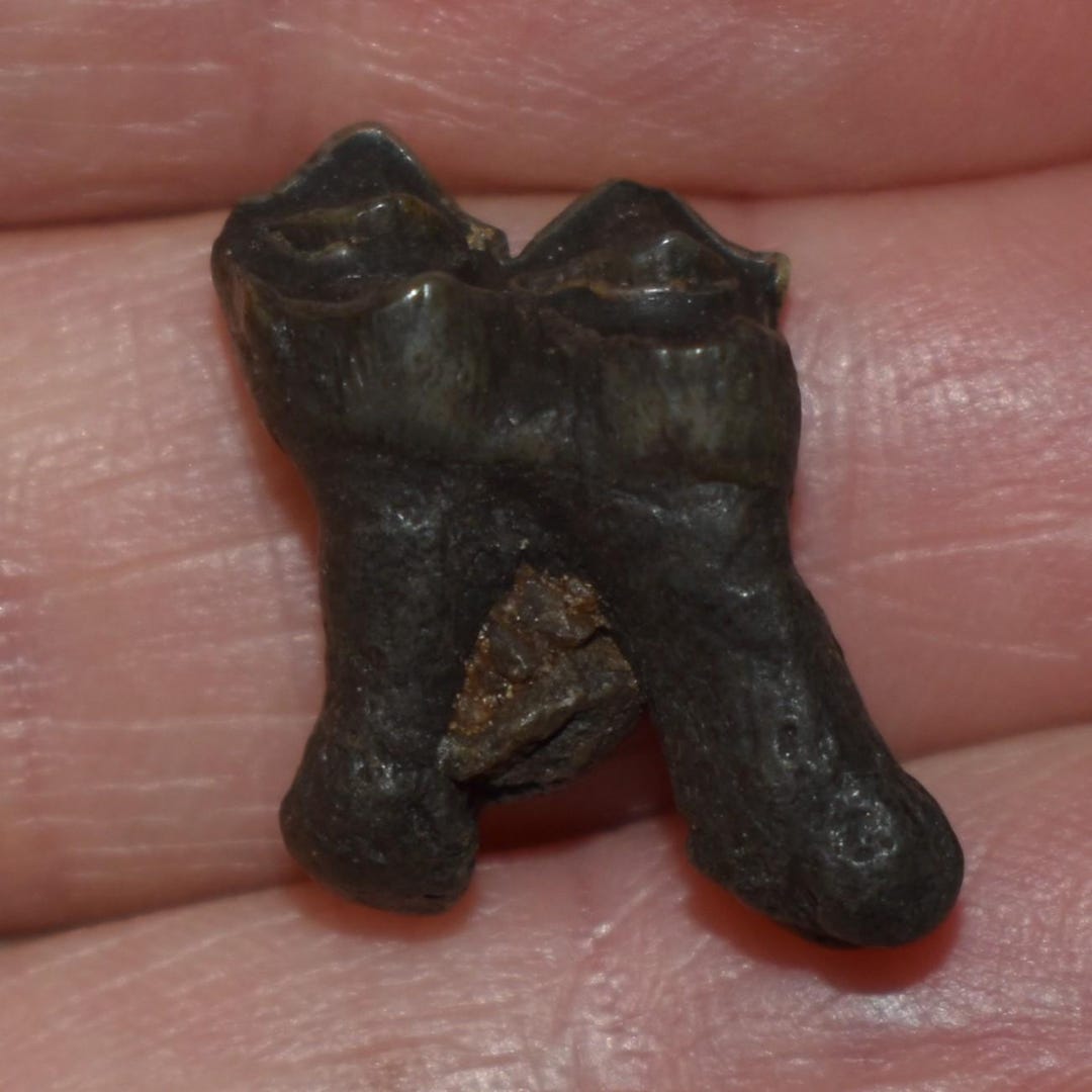 Exceptional Fossilized Rooted Deer Tooth - Pleistocene 10,000 - 1.8 ...
