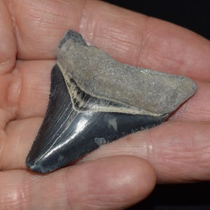 Cool Authentic Fossilized Small Megalodon Shark Tooth - Bone Valley ...