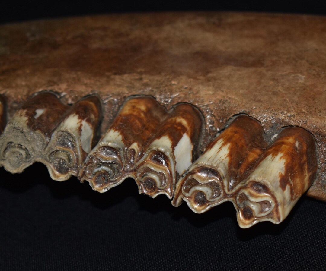 Old Beautiful Young Bison Jaw With All Four Teeth Intact - Etsy