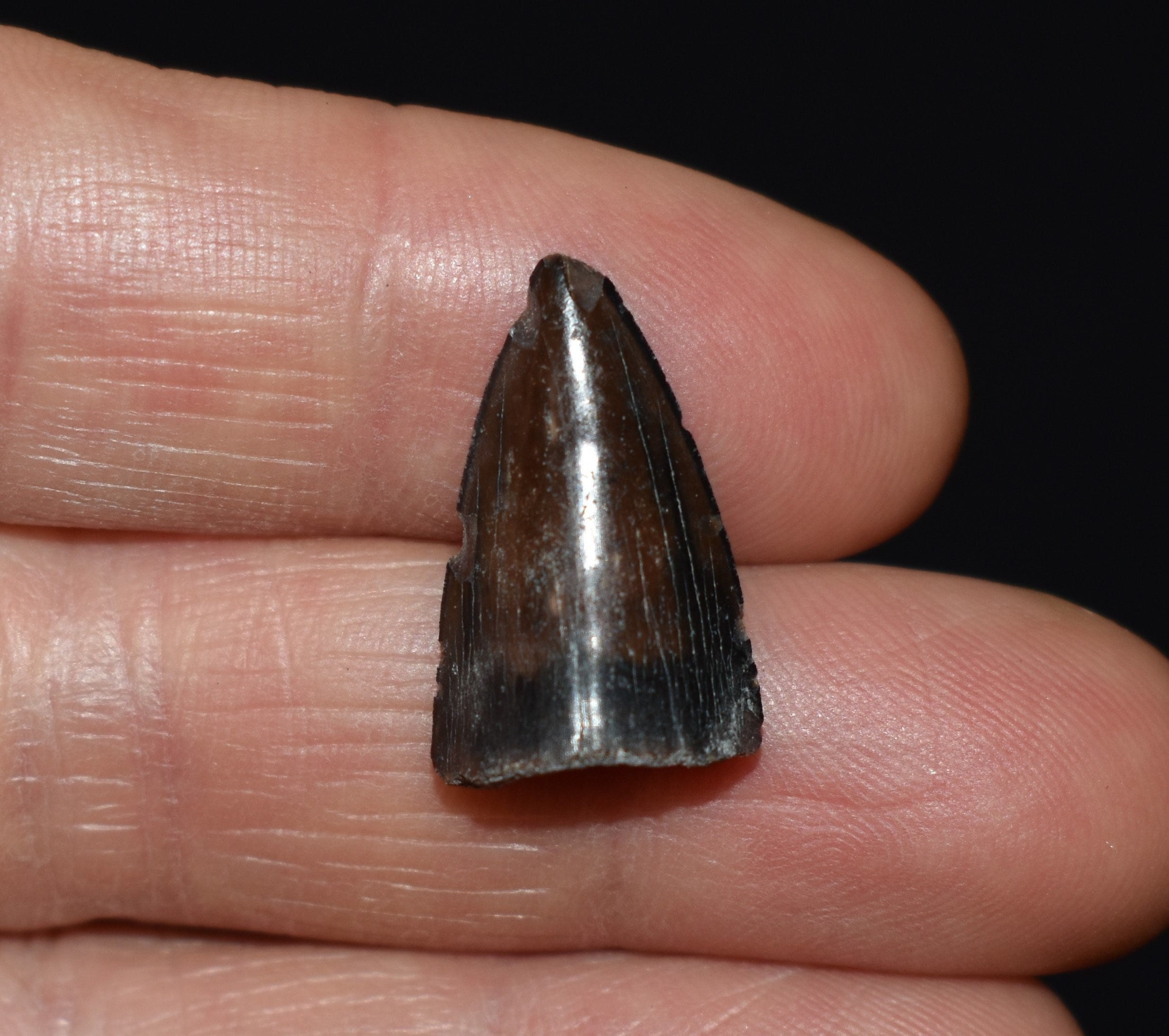 Barracuda Teeth Fossil