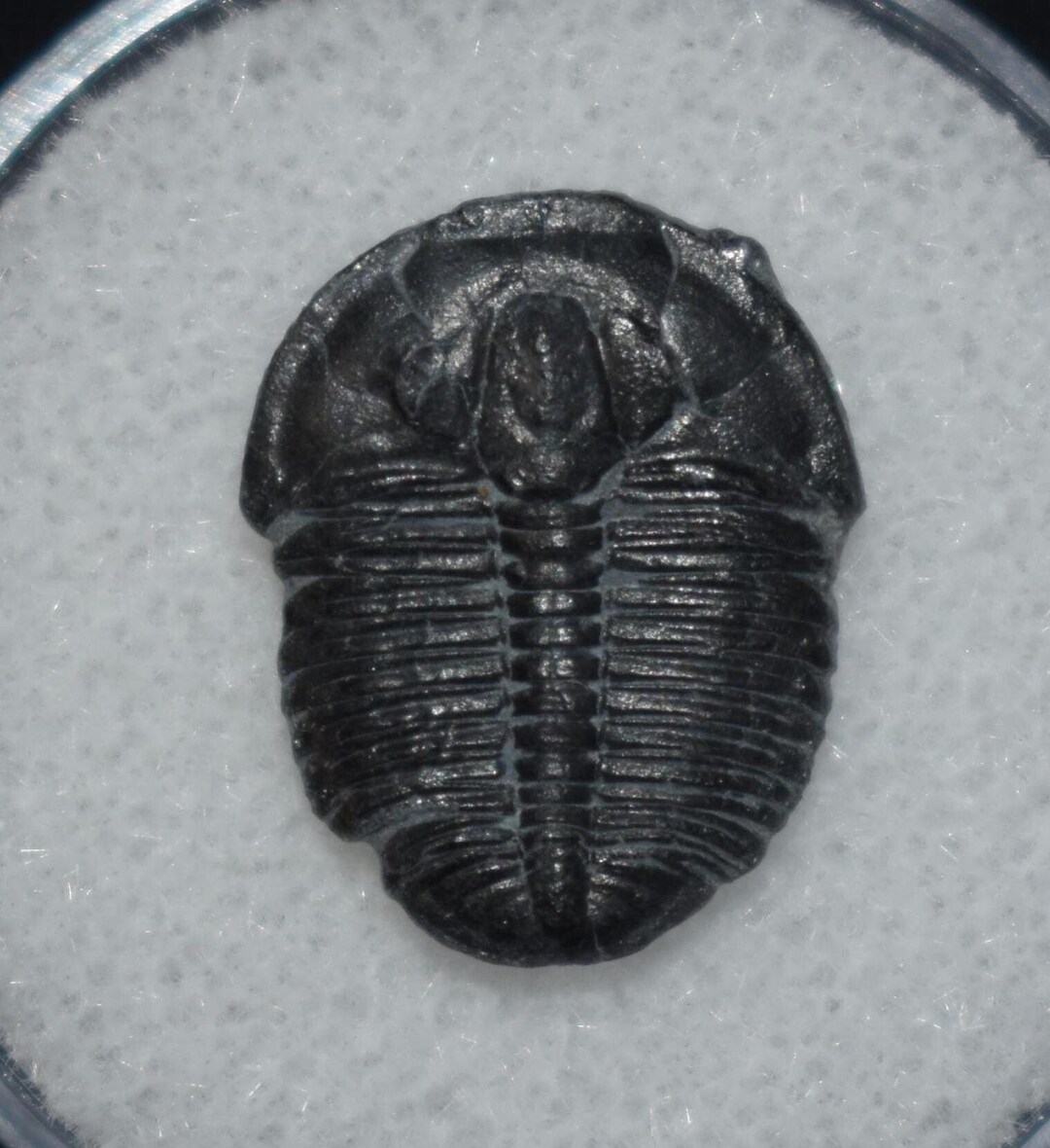 Beautiful Small Trilobite Elrathia Kingi in Gem Jar! - Etsy