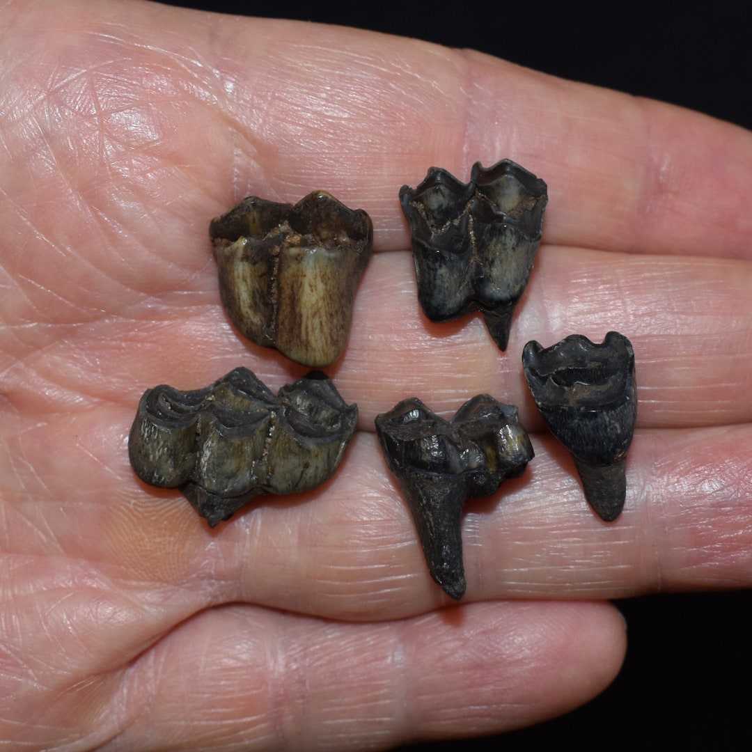 Great Set of Five Fossilized Deer Teeth Pleistocene 10,000 1.8 Million ...