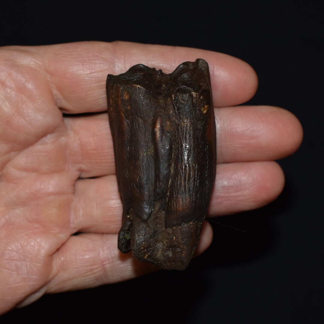 Large Fossilized Bison Tooth With Intact Roots - Florida Origin - Etsy