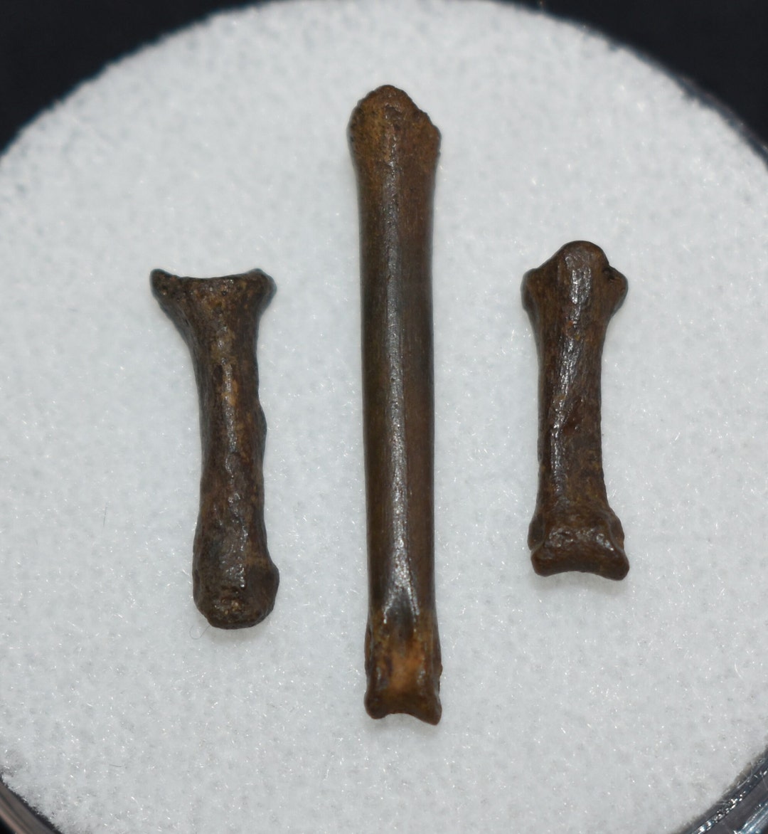 Pleistocene Fossil Toe Bones - Set of Three - Florida Origin - Etsy