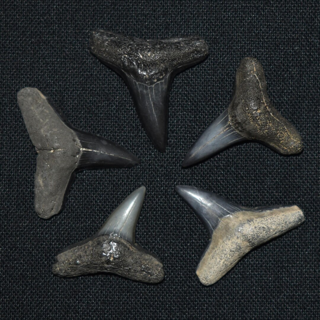 Fossilized Lemon Shark Teeth Set of Five: Large Florida Fossils - Etsy