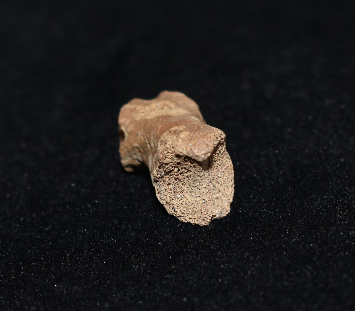 Excellent Fossilized Turtle Toe Bone Pleistocene 10000 24 | Etsy