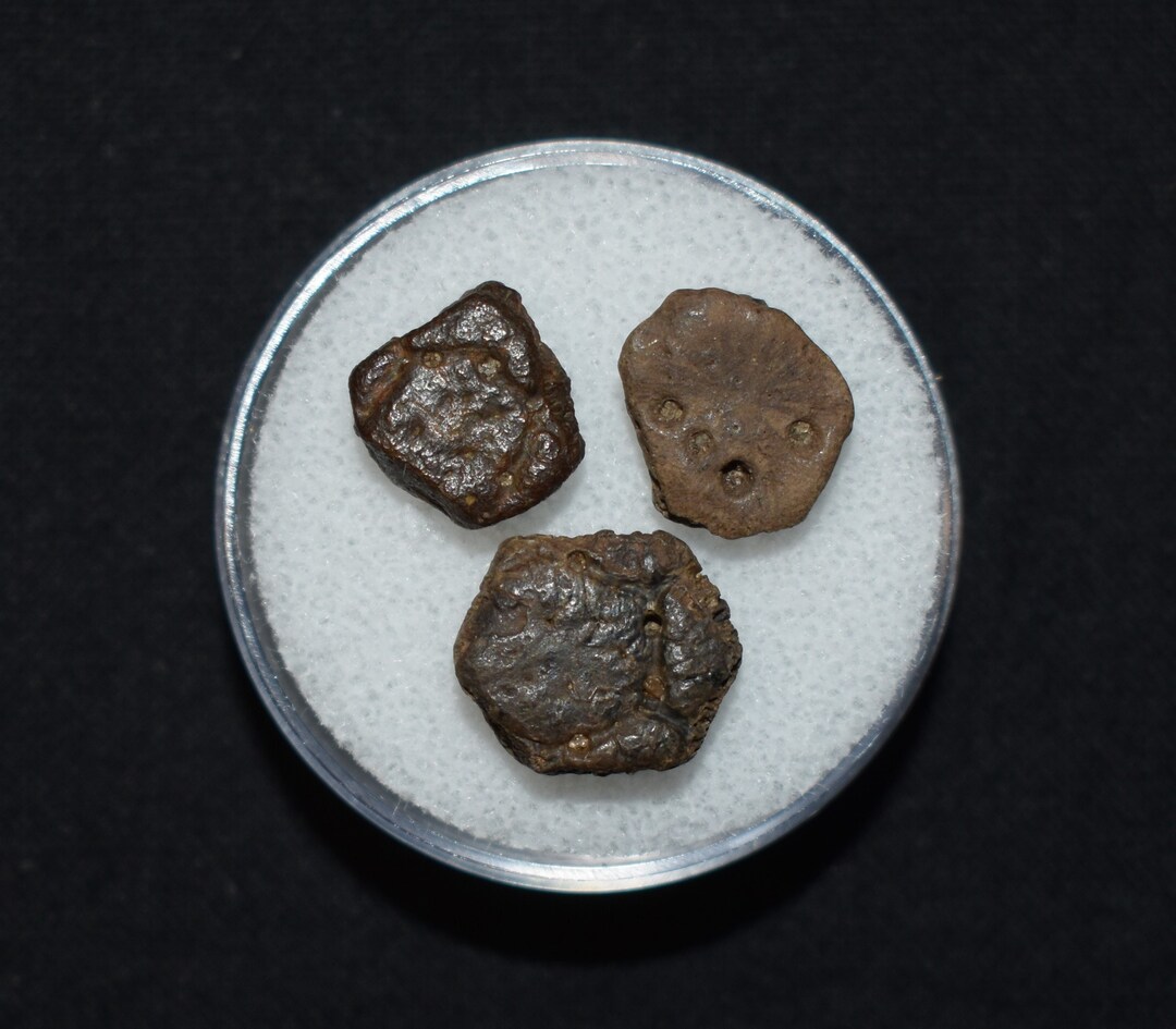 Three Great Small Fossilized Armadillo Scutes - Dasypus Bellus - Etsy