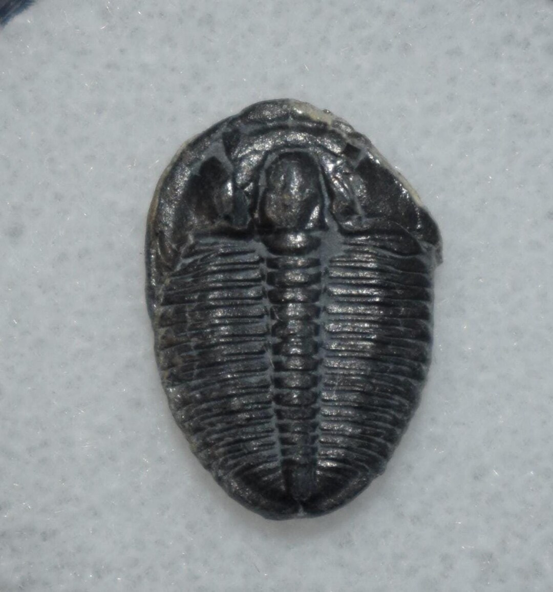 Beautiful Small Trilobite Elrathia Kingi in Gem Jar! - Etsy