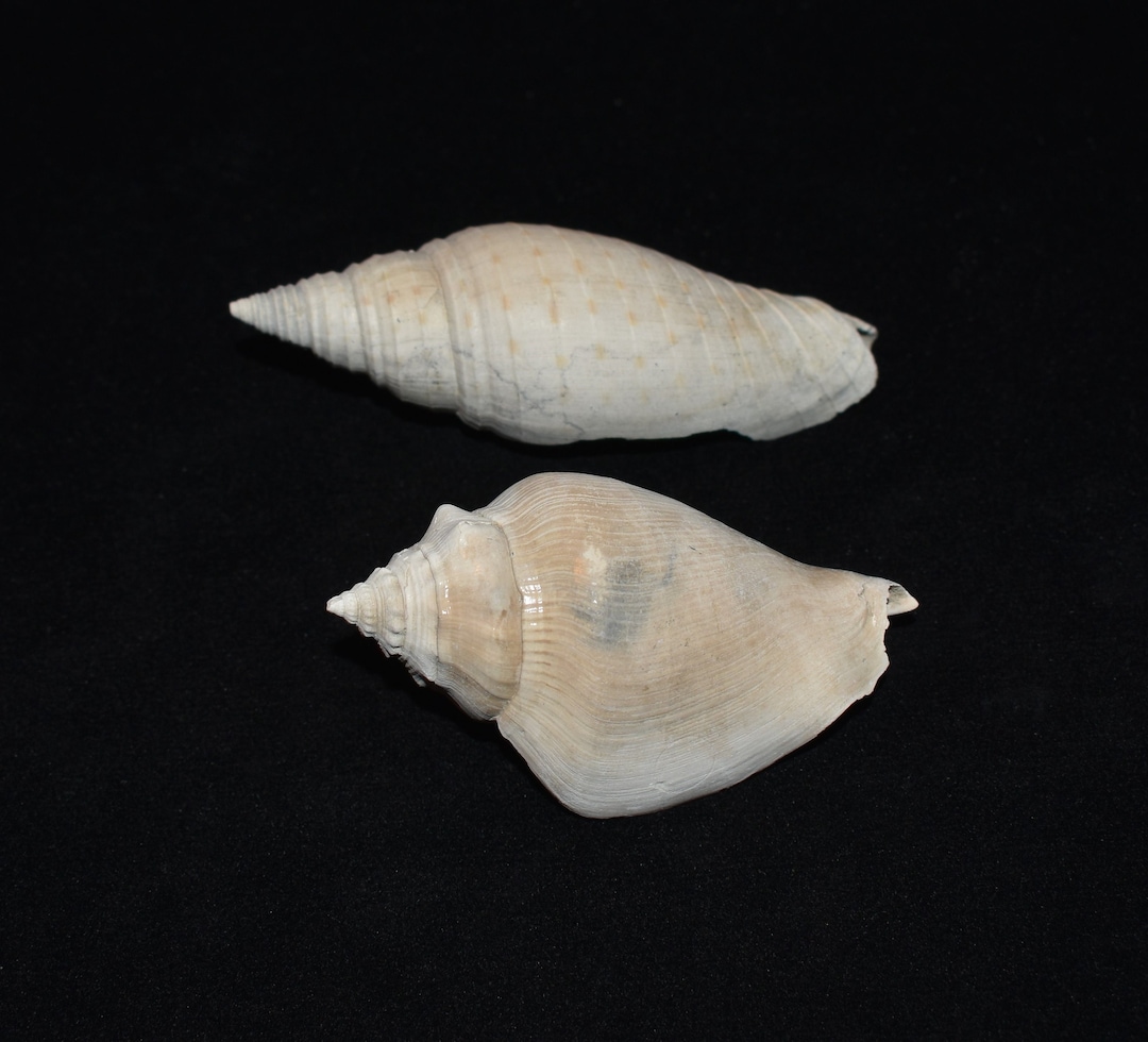 Fossilized Shells Pair: Pleistocene Era, Florida Origin - Etsy