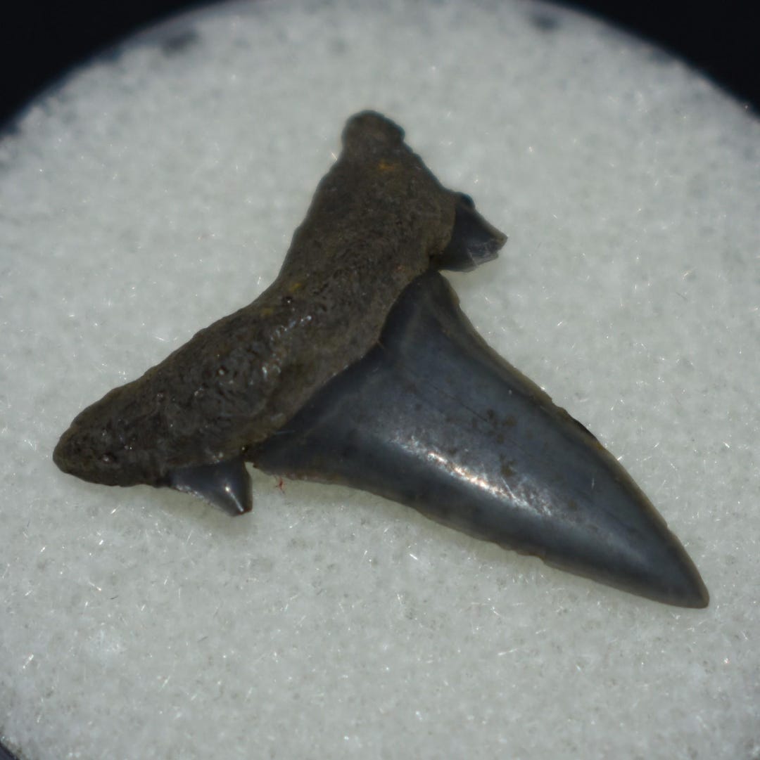 Cool Rustic Extinct Mackerel Shark Tooth in a Gem Jar - Etsy