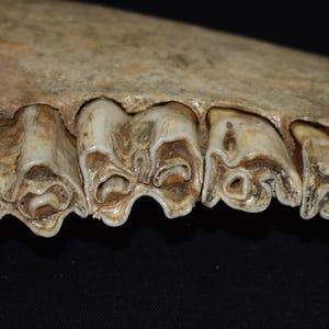 Great Old Bison Jaw With Five Intact Teeth - Etsy