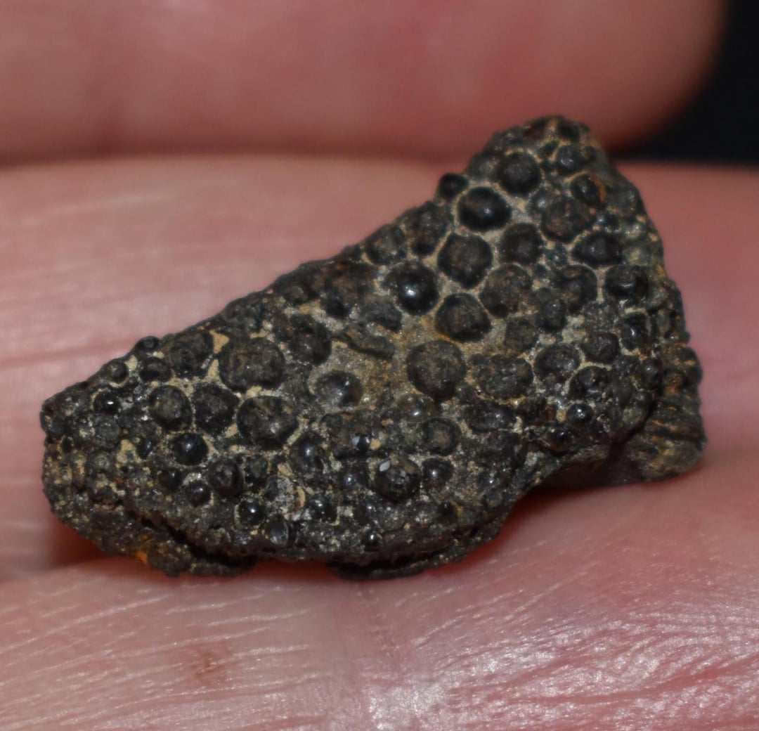 Great Fish Pharyngeal Grinding Mill (teeth in Plate) - Pleistocene ...