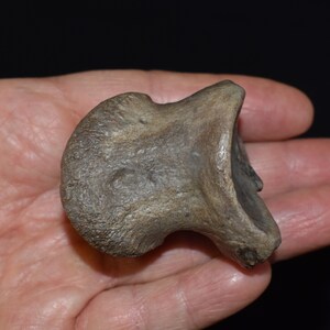 Beautiful Mineralized Ancient Bison Toe Bone - Etsy