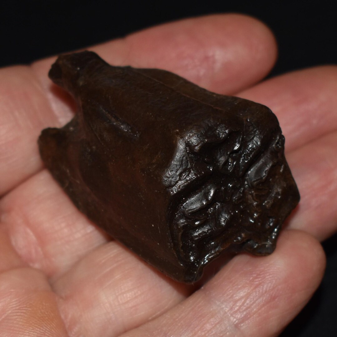 Fossilized Pleistocene Equus Horse Tooth - Florida Origin - Etsy