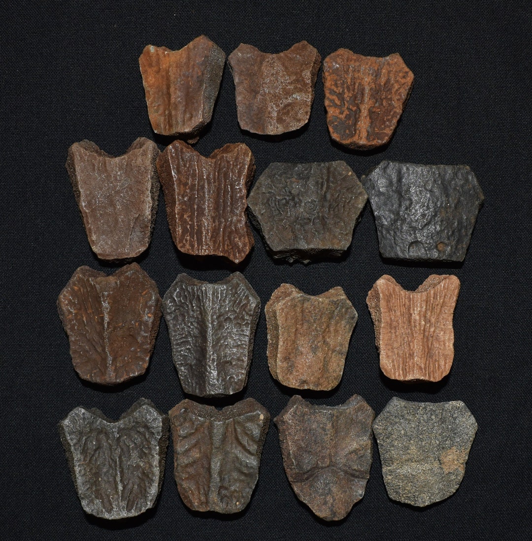 Set of Fifteen Medium Fossilized Turtle Shell Elements top Shell Pieces ...