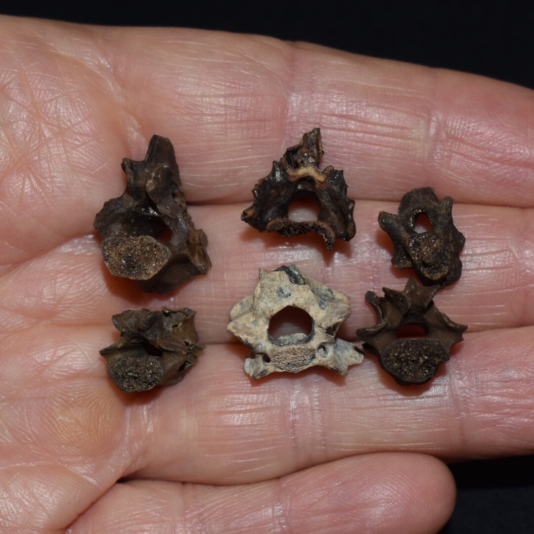 Set of Six Small Fossilized Vertebrae - Pleistocene 10,000 - 1.8 ...