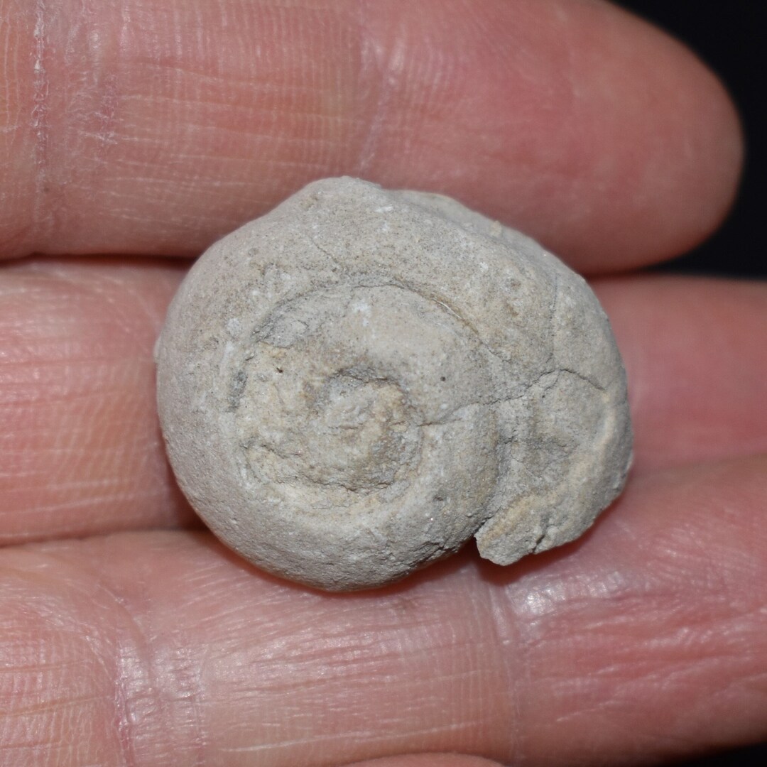 Cool Fossil Snail Shell - Oligocene About 30 Million Years - Etsy