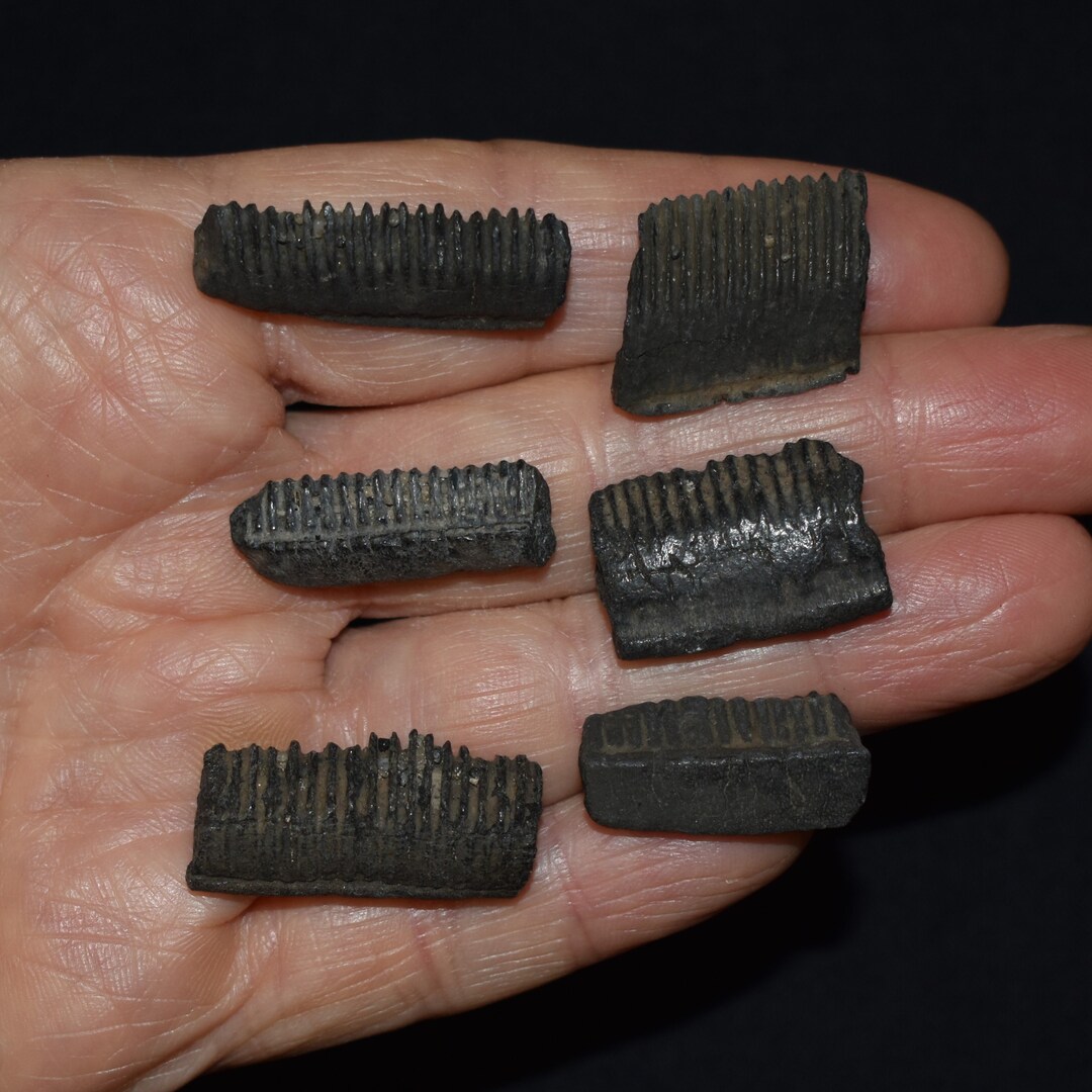 Six Large Fossilized Ray Dental Plates - Miocene 5 Million - 24 Million ...