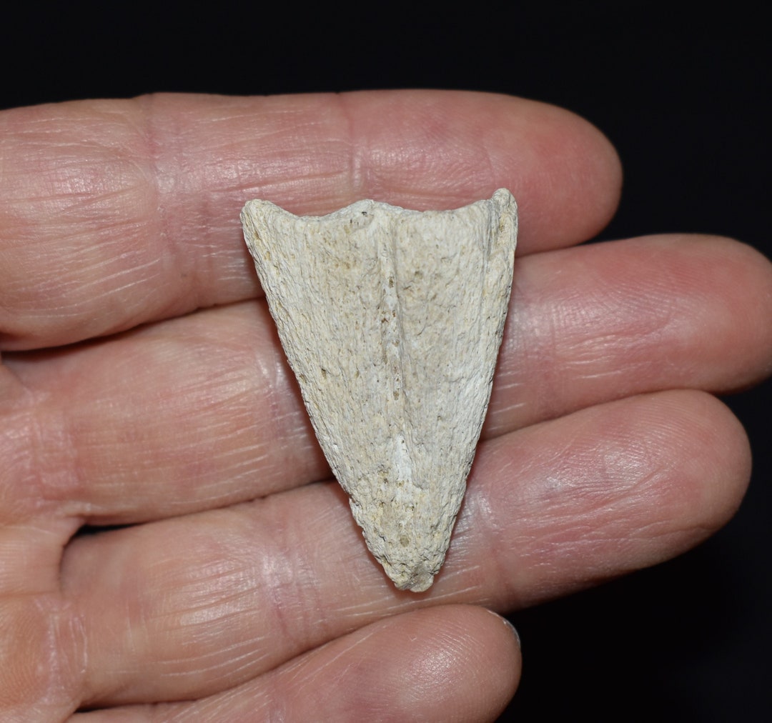 Fossil Billfish Rostrum: Miocene-pliocene Era, Florida Origin - Etsy