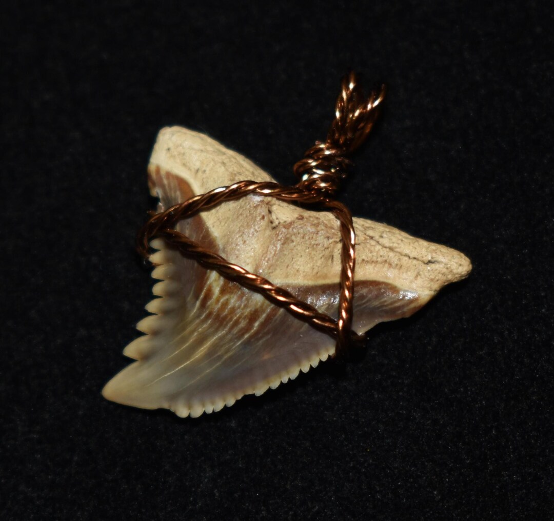 Fossilized Snaggletooth Shark Tooth Pendant Wire Wrapped - Etsy