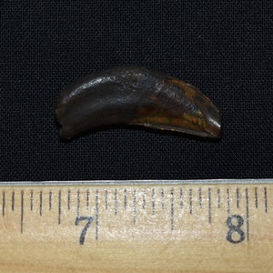 Unique Small Camelid Canine Tooth Pleistocene 10,000 1.8 Million Years ...