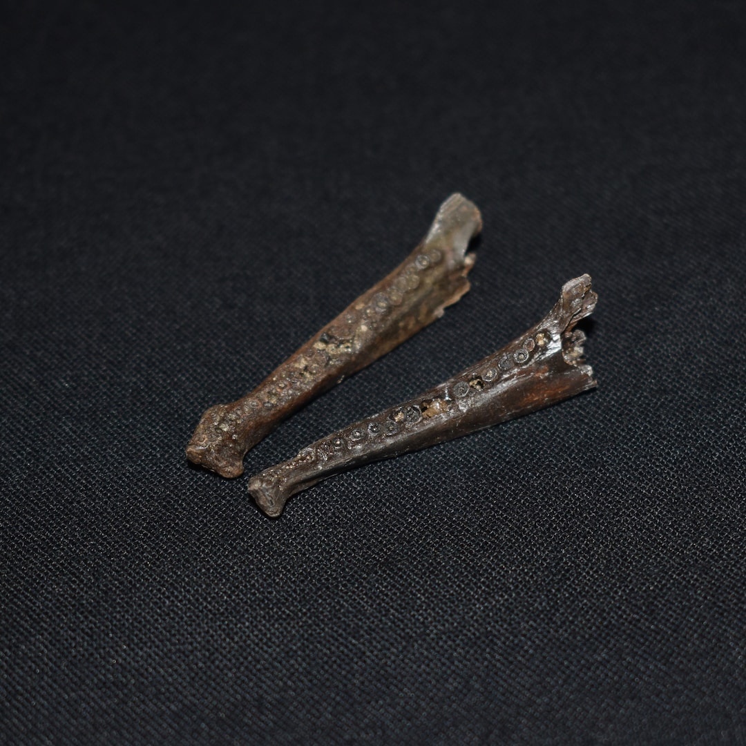 Great Pair of Fossilized Fish Jaws (both Right Sides) - Pleistocene ...