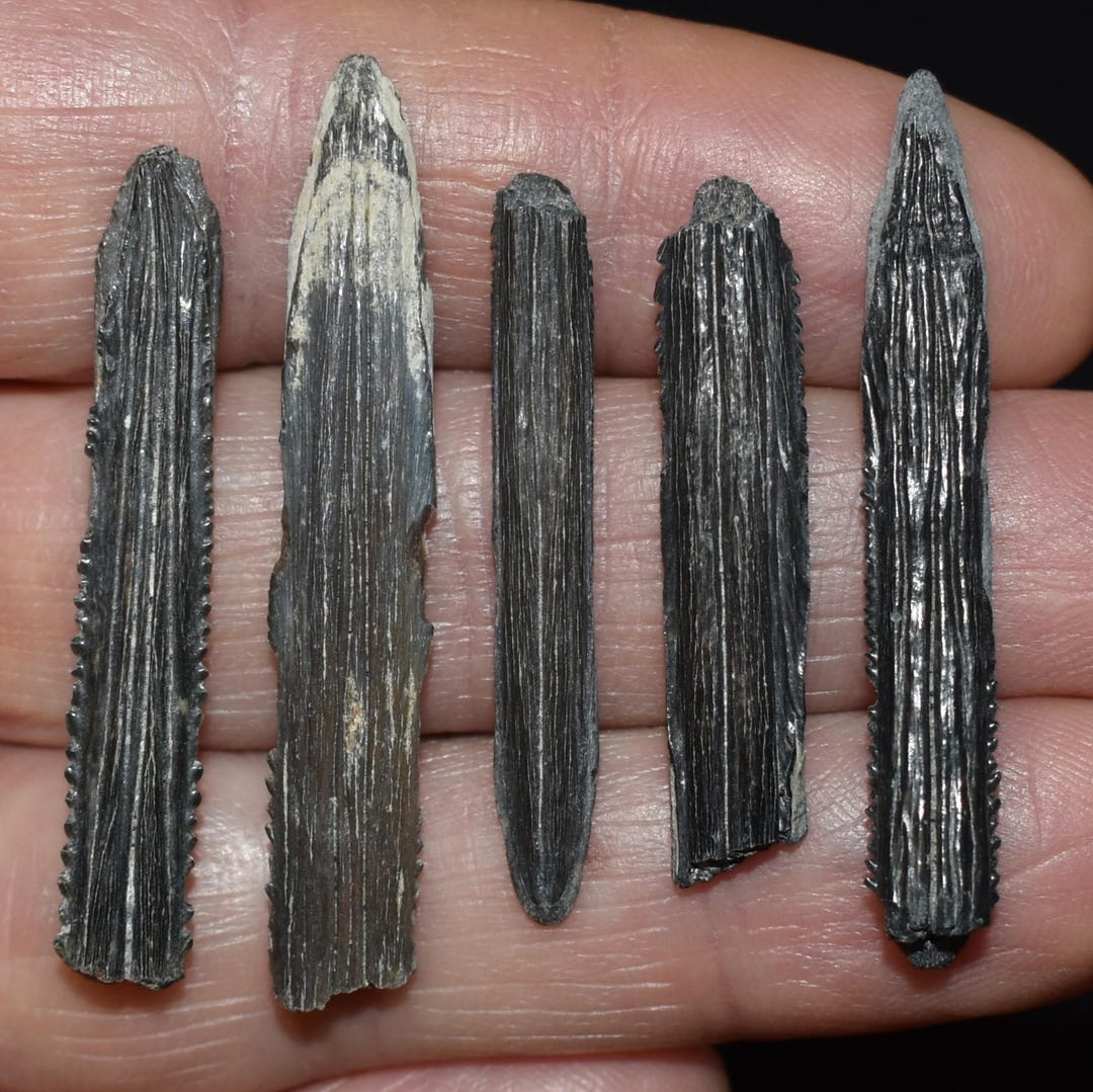 Fossil Ray Tail Spine Sections - Miocene Era, Florida Origin - Etsy