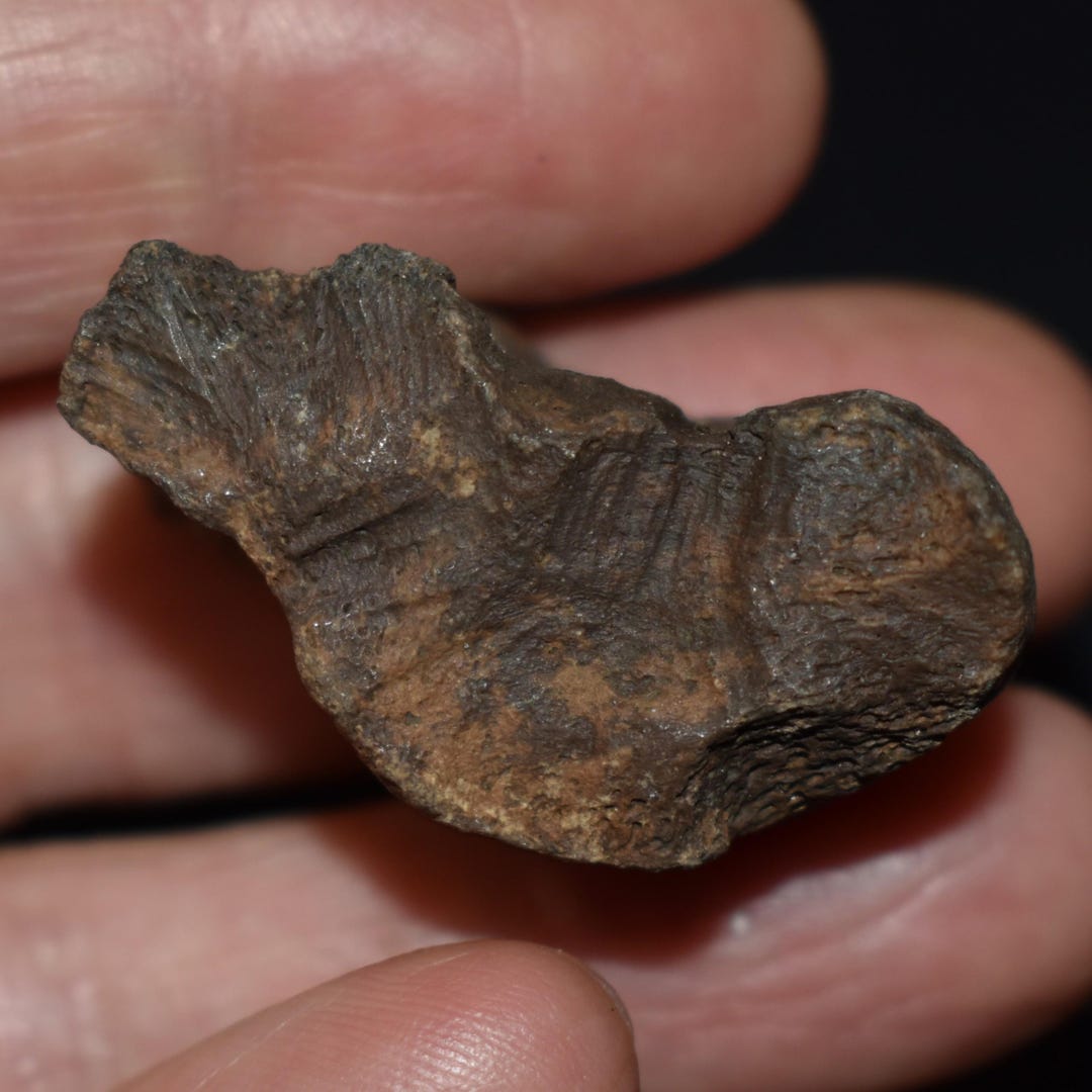 Pleistocene White Tailed Deer Astragalus Fossil With Rodent Chew Marks ...