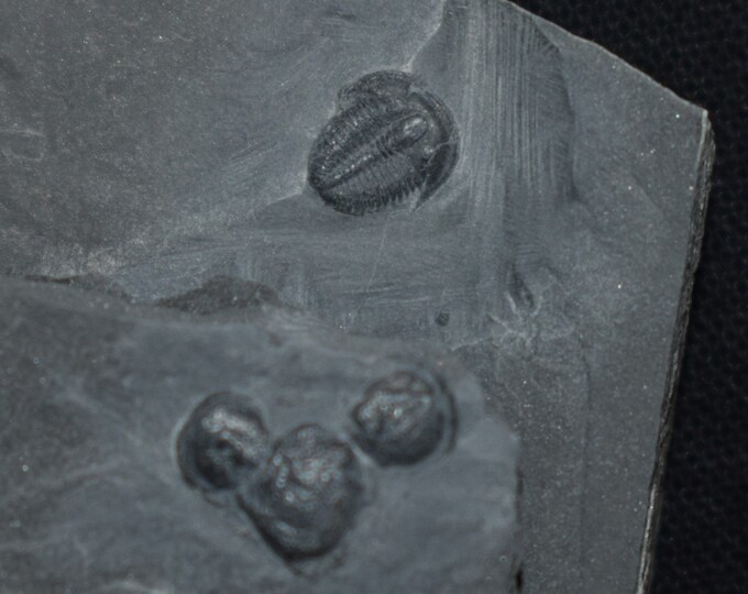 Great Pair of Mini Elrathia Kingi and Peronopsis Trilobites in - Etsy