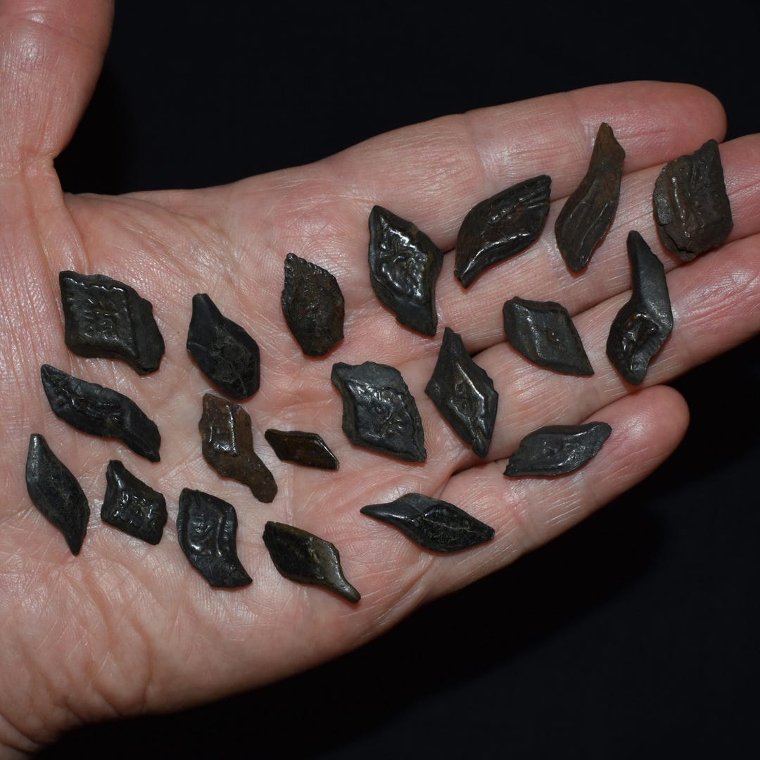 Fossilized Gar Fish Scales: Pleistocene Era, Florida Origin - Etsy