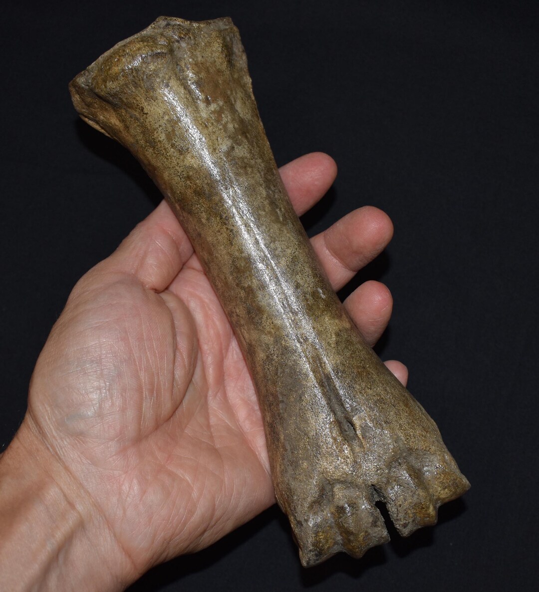 Small Cool Old Bison Carpal Bone - Etsy
