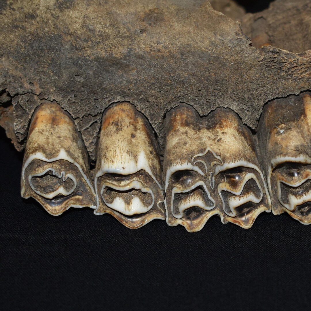 Bison Jaw Bone Section With Teeth, Carving Material - Etsy