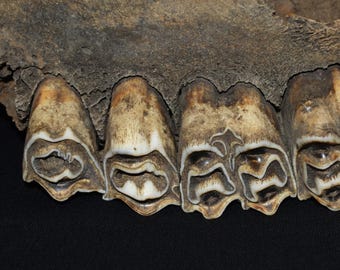 Great Old Bison Jaw With Five Intact Teeth - Etsy