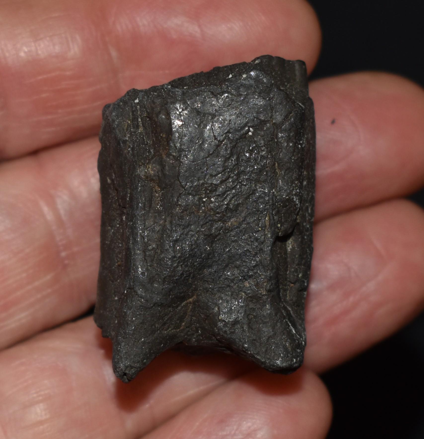 Fossilized Horse Tooth: Pleistocene Equus, Florida Origin - Etsy