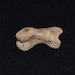 Excellent Fossilized Turtle Toe Bone Pleistocene 10000 24 - Etsy