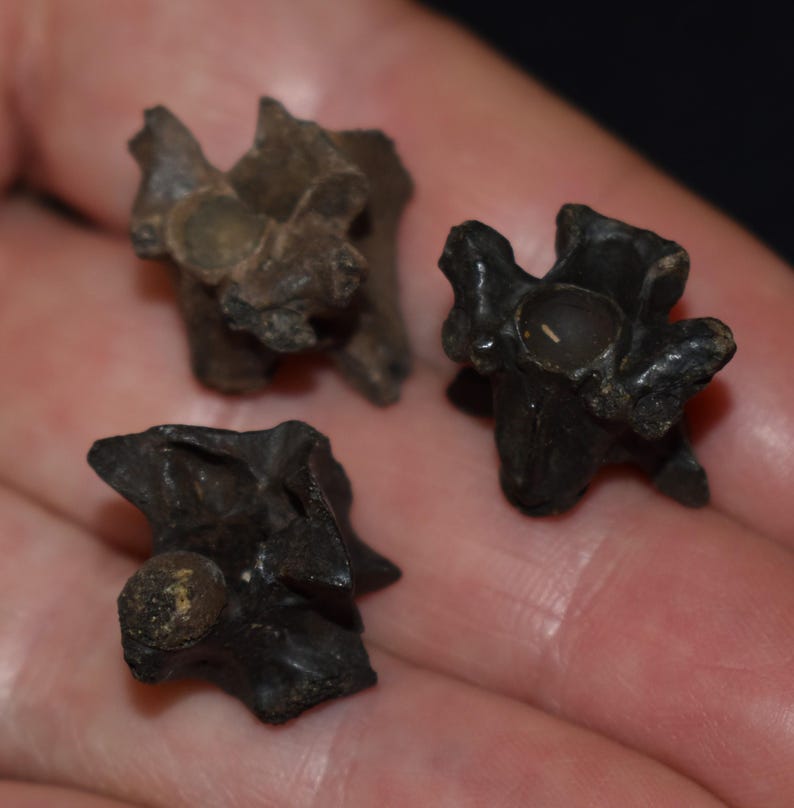 Fossil Snake Vertebrae: Pleistocene Era Relics - Florida Origin-set of ...