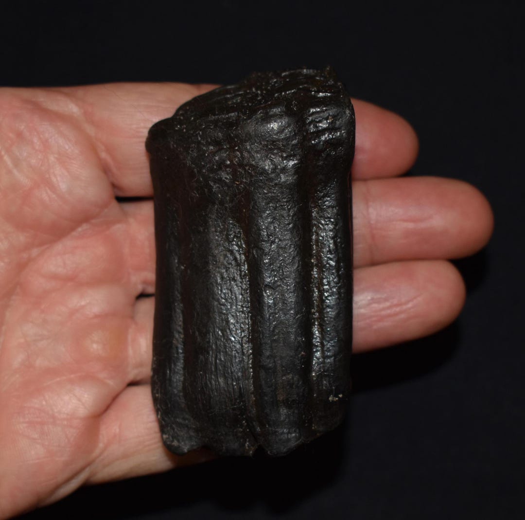 Exceptional Fossilized Pleistocene Equus Horse Tooth 10,000 - 1.8 ...