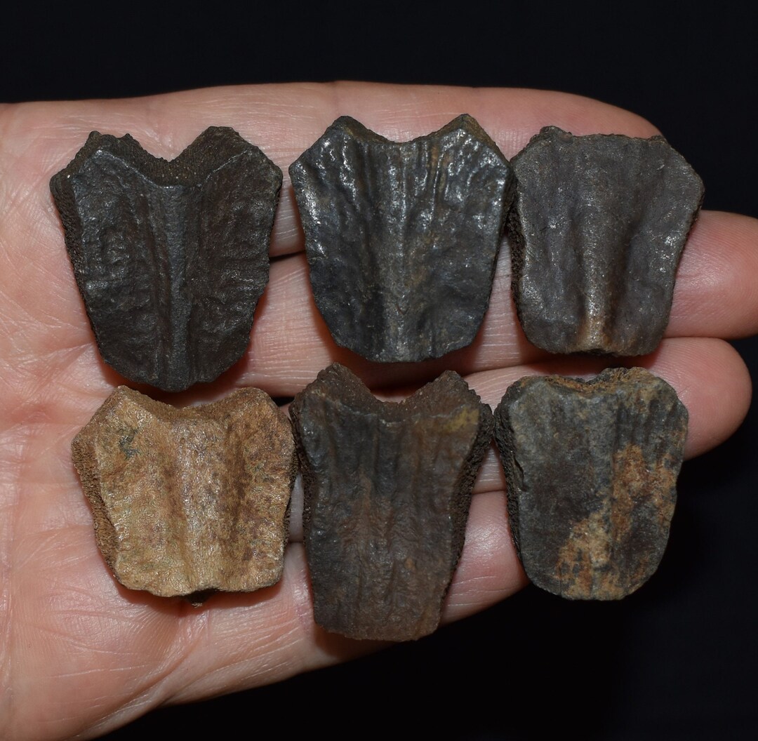 Set Of Six Fossilized Turtle Shell Elements Top Shell Pieces Miocene To