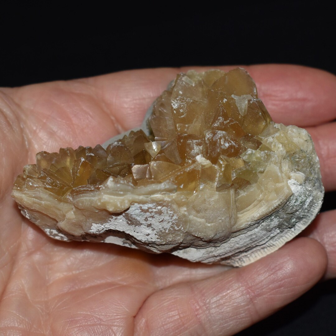 Fossilized Clam Section With Honey Calcite Crystals - Florida - Etsy