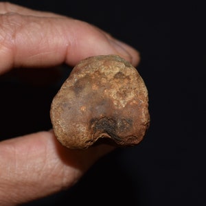 Large Fully Fossilized Camel Toe Bone Pleistocene 10,000 1.8 Million ...