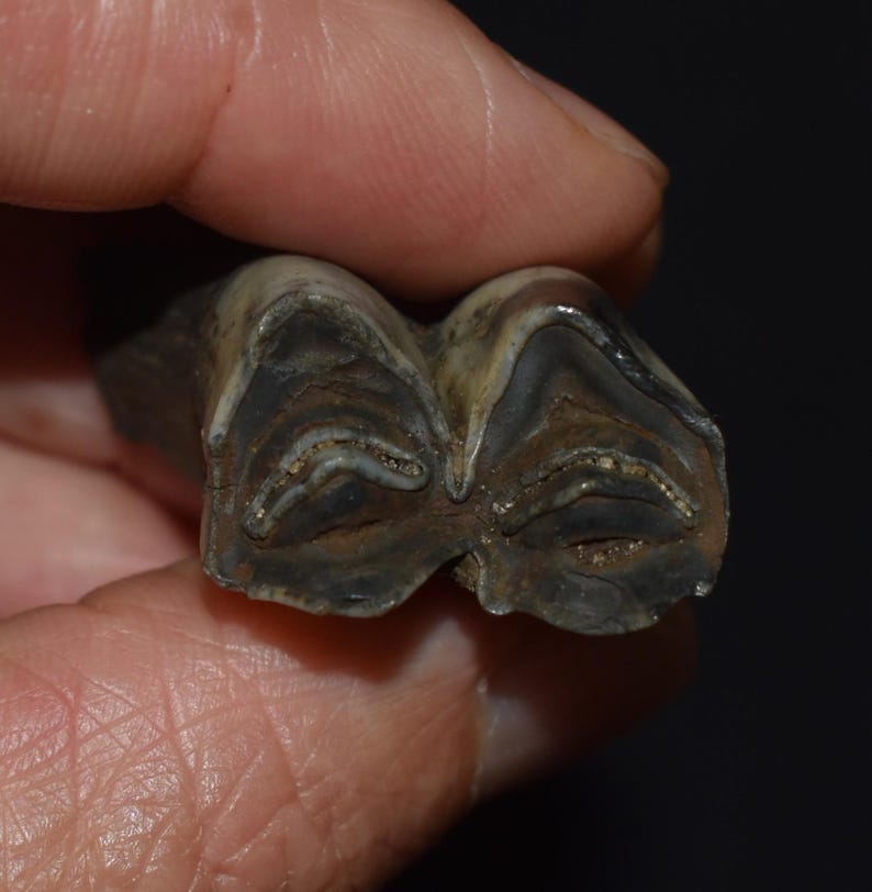 Excellent Camelid Rooted Tooth - Pleistocene 10,000 - 1.8 Million Years ...