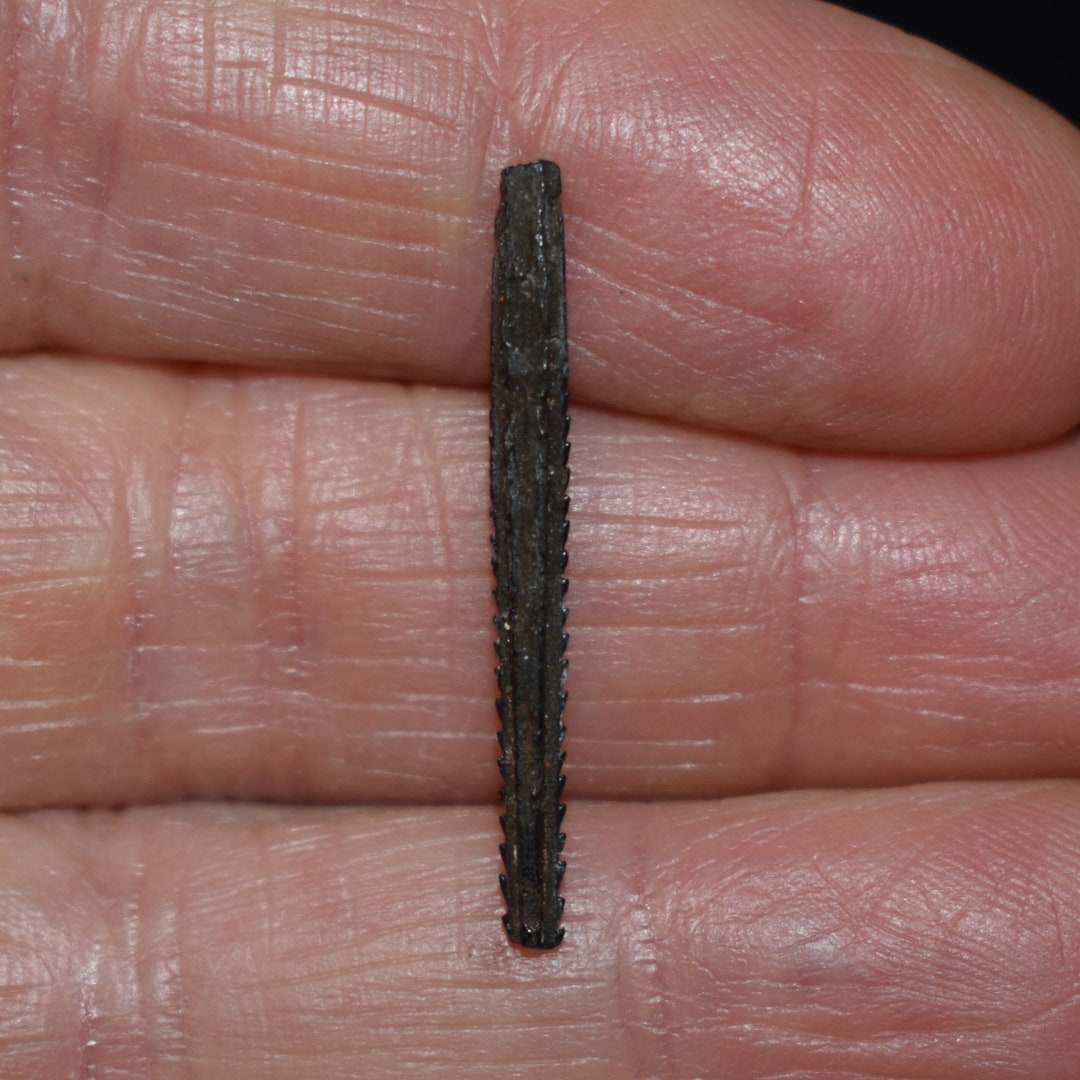 Great Mini Fossilized Ray Tail Spine Miocene 5 Million 24 Million Years ...