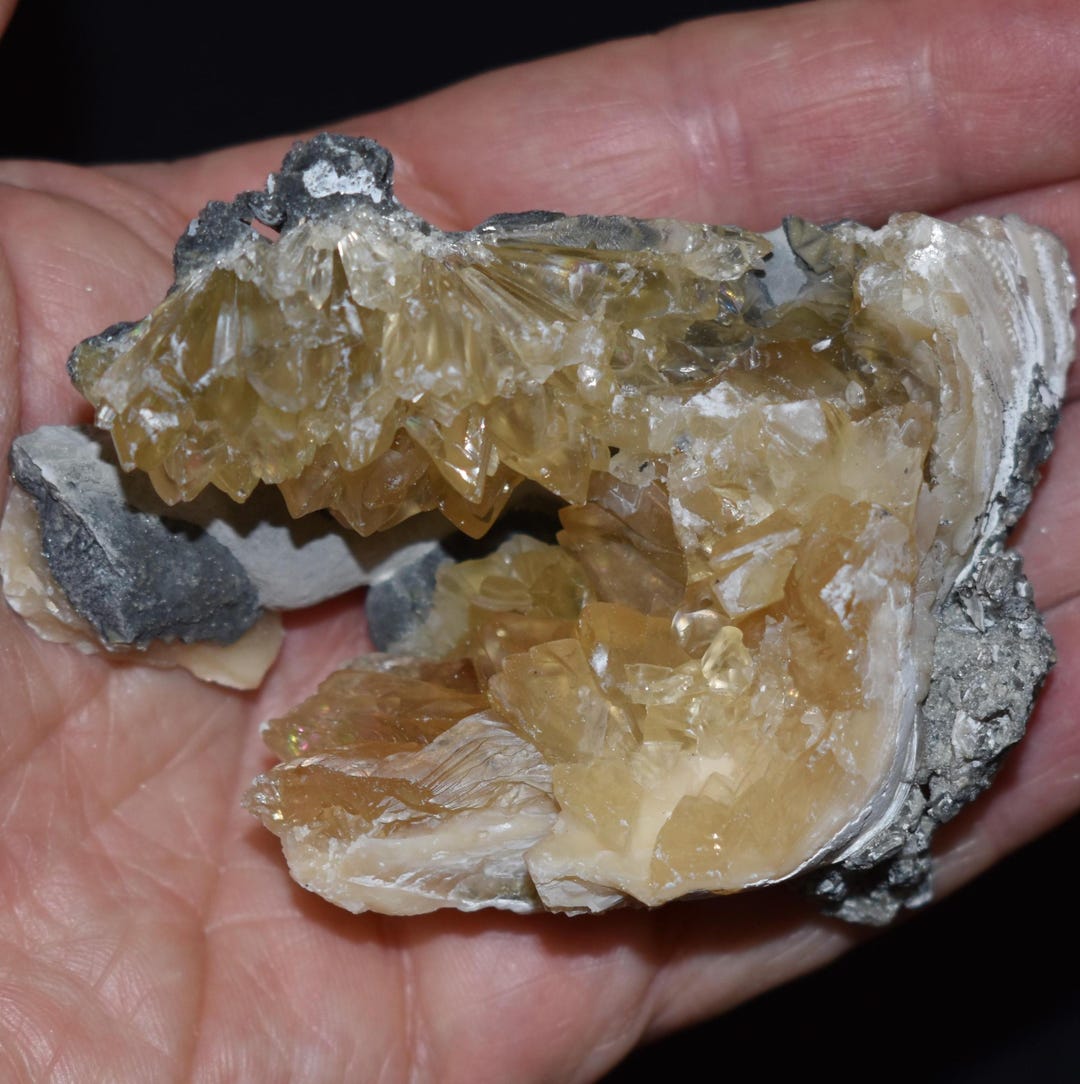 Fossilized Clam Section With Honey Calcite Crystals - Florida - Etsy